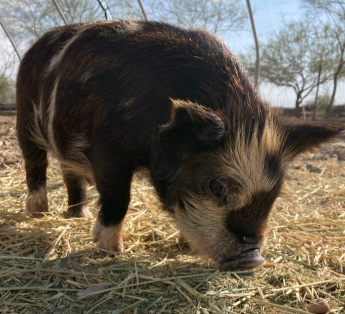 Freckle Farm Pony Rides & Petting Zoo - Family-Owned Since 1984